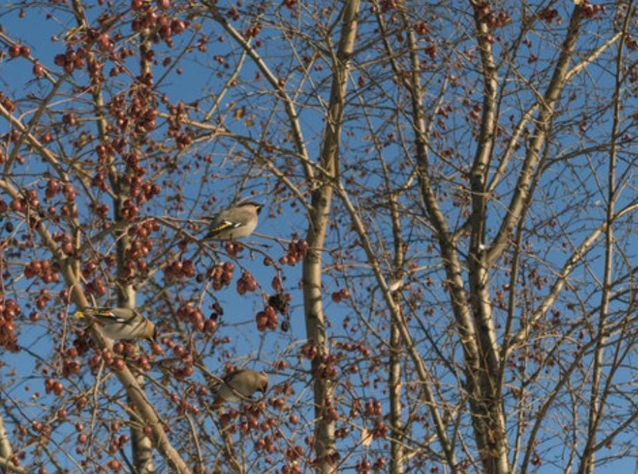 Birds Roosting: 6 Magnificent Benefits of Keeping Bushes in Your Garden ...