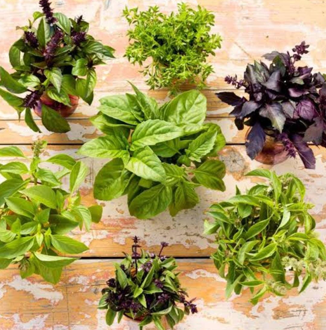 Basil: 6 Ultimate Tips to Grow Marvelous Herb - My Friend Bob