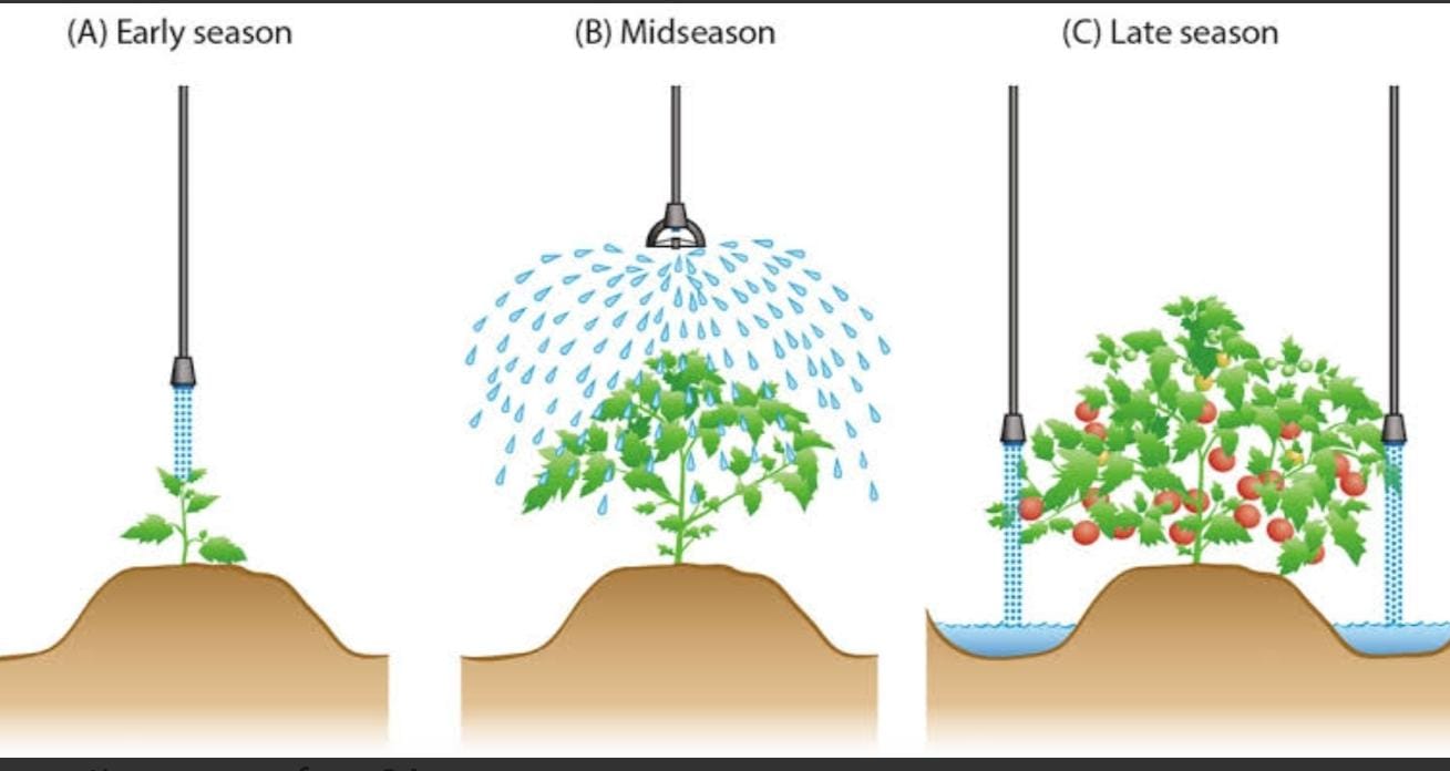 Watering Techniques: 5 Exclusive Ways to Water Efficiently - My Friend Bob
